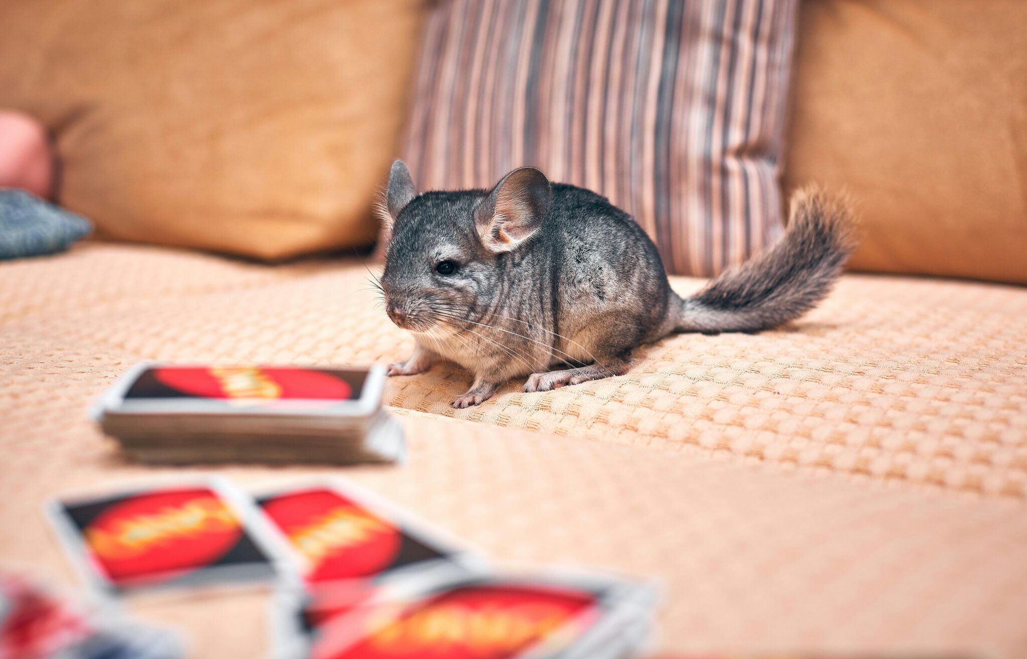 How Much Is a Chinchilla? Shocking Price Guide + Ownership Costs in ...