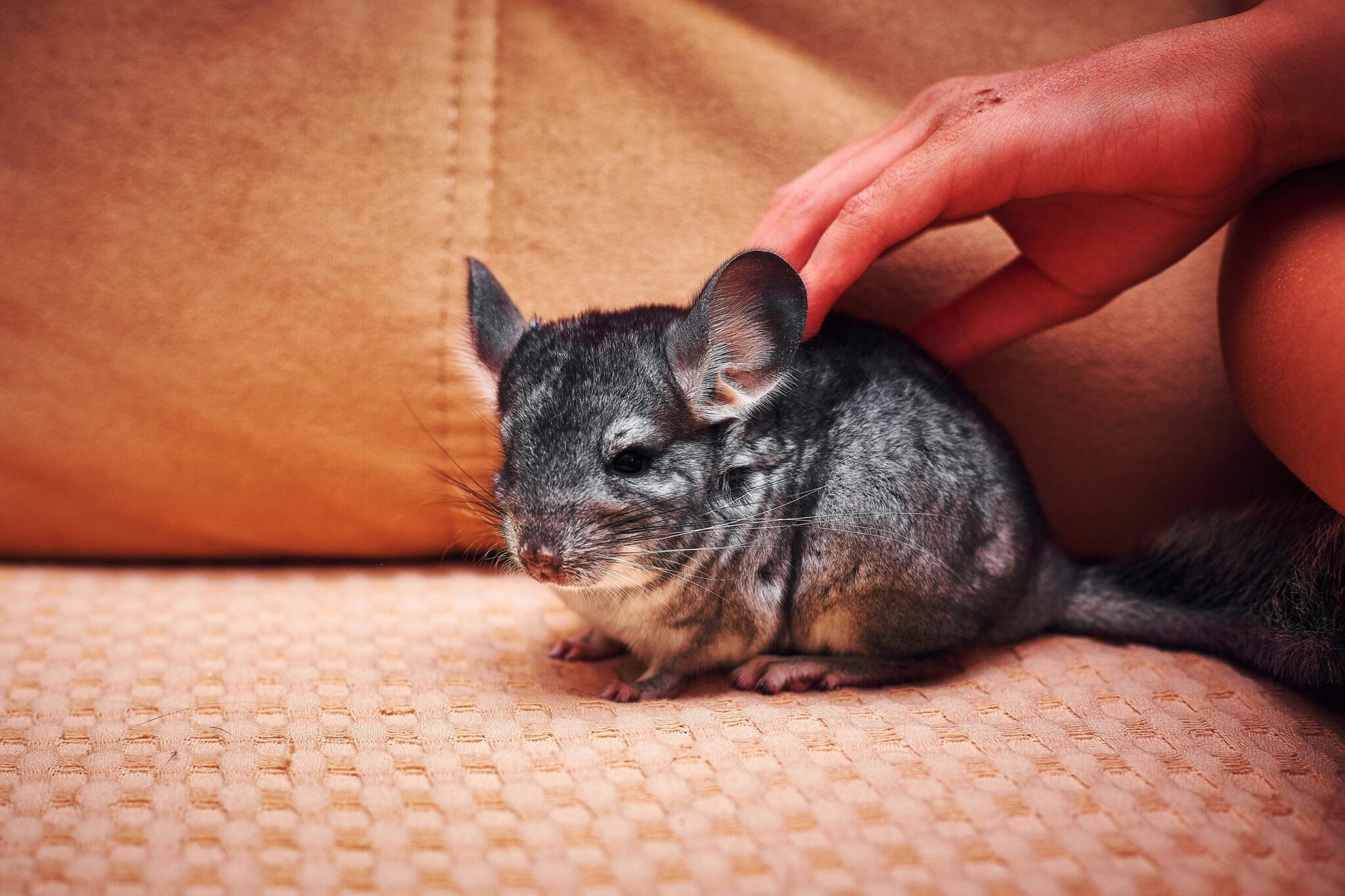 How Much Is a Chinchilla? Shocking Price Guide + Ownership Costs in ...