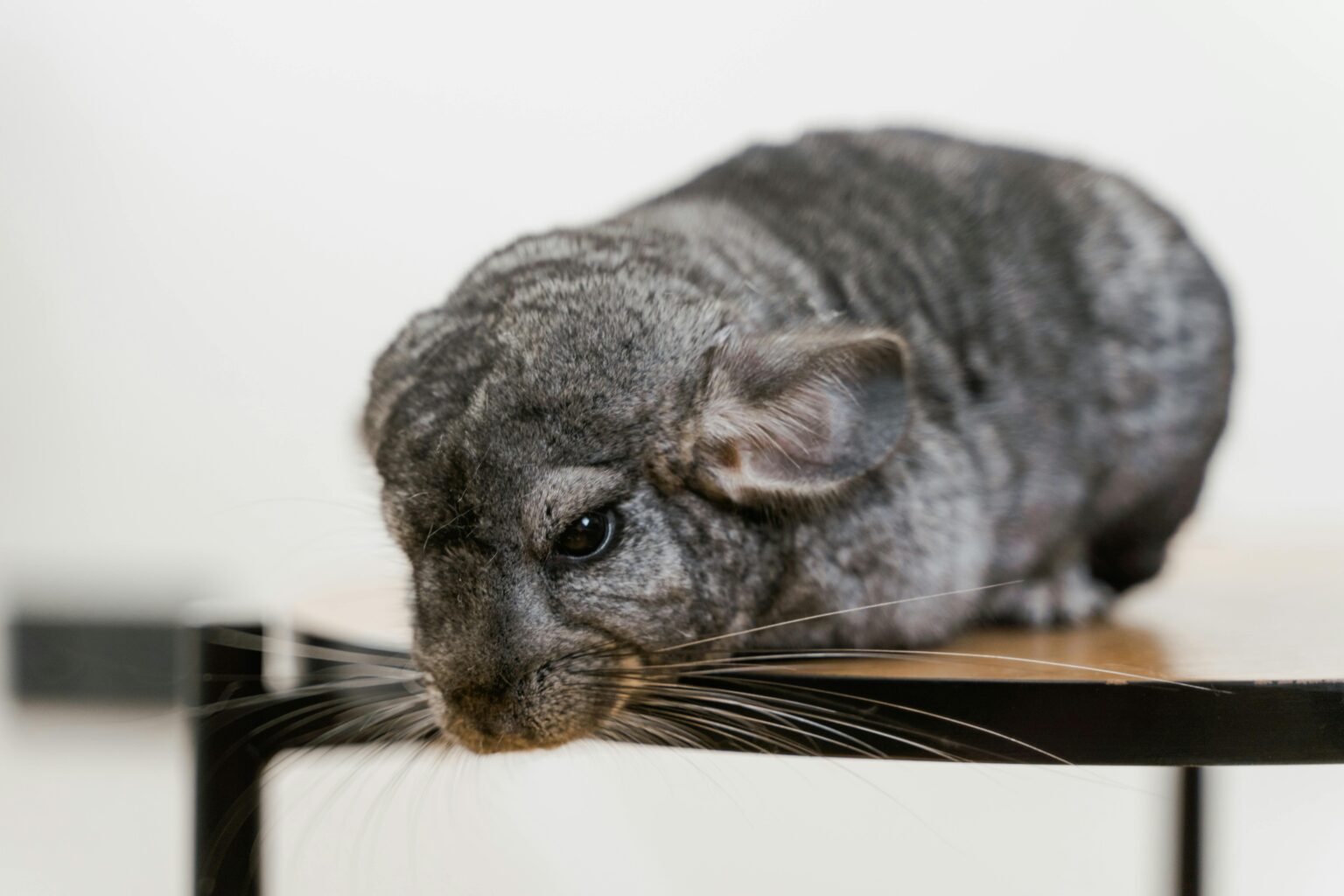 How Much Is a Chinchilla? Shocking Price Guide + Ownership Costs in ...